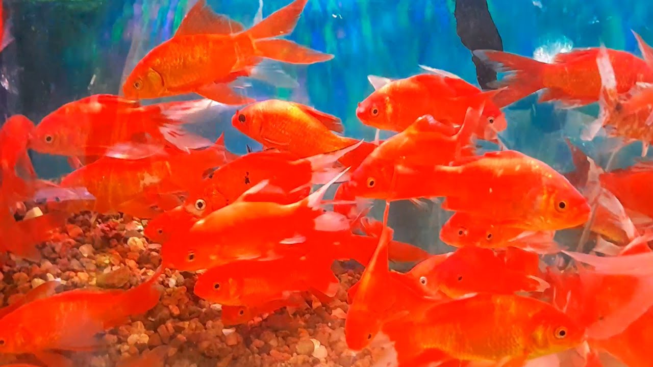 Lovely Goldfish | Aquarium Fish At Katabon Fish Market | মিঠা পানির মাছ ...
