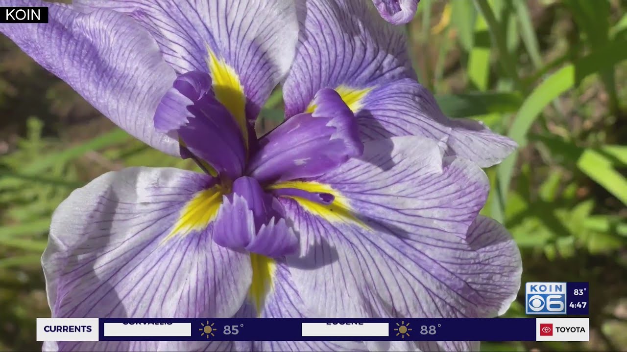 Iris blooms bring a splash of color to Portland’s Japanese Garden - YouTube