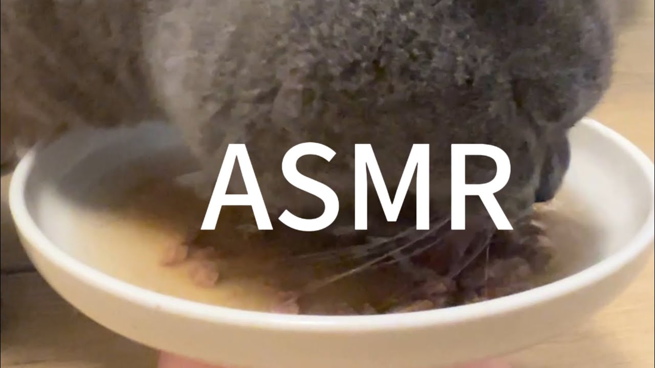 [ASMR] The sound o of eating cat food#asmr#cat#eating - YouTube