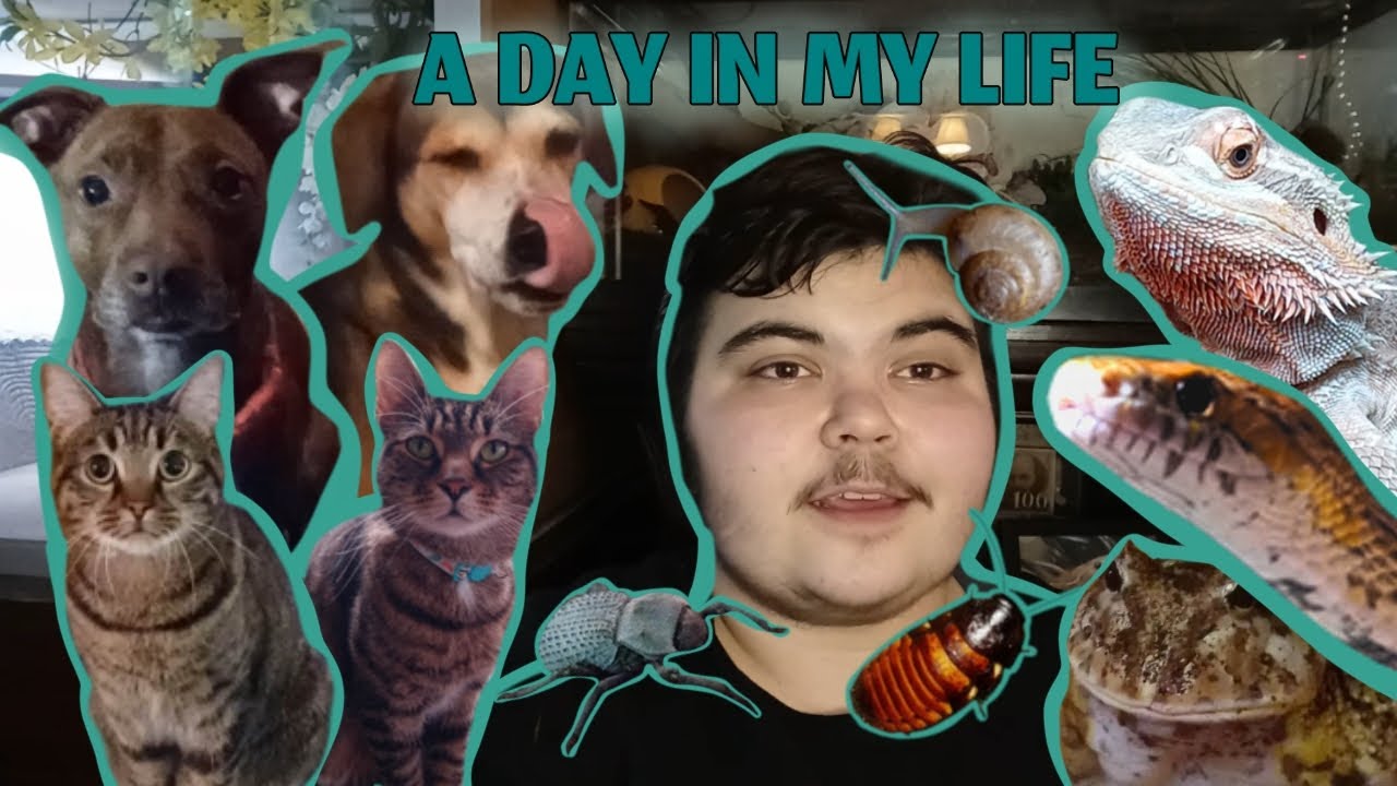 A Day In My Life With 10+ Pets - YouTube
