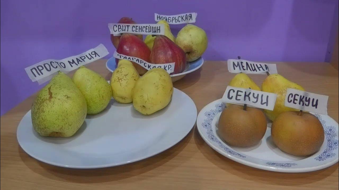 Выбираем лучшие сорта груш для средней полосы РФ. - YouTube
