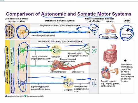 Comparison of Automatic and Somatic Motor Systems - YouTube
