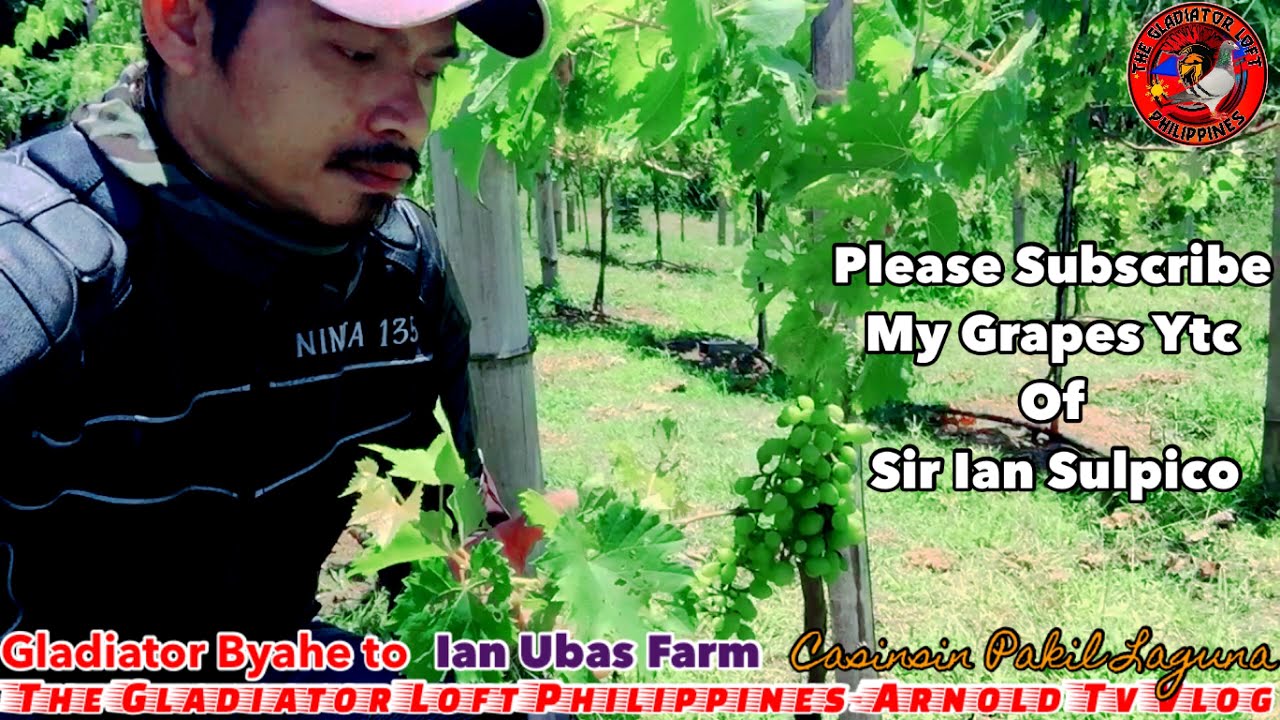 Byahe ni The Gladiator to Ian Sulpico Ubas Farm@ Casinsin Pakil Laguna ...