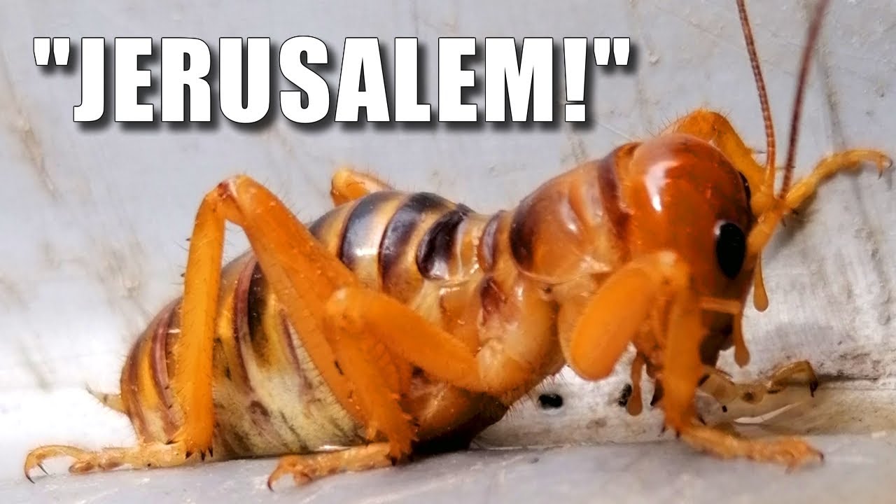 Potato Bug Facts: the JERUSALEM Cricket 🦗 Animal Fact Files - YouTube