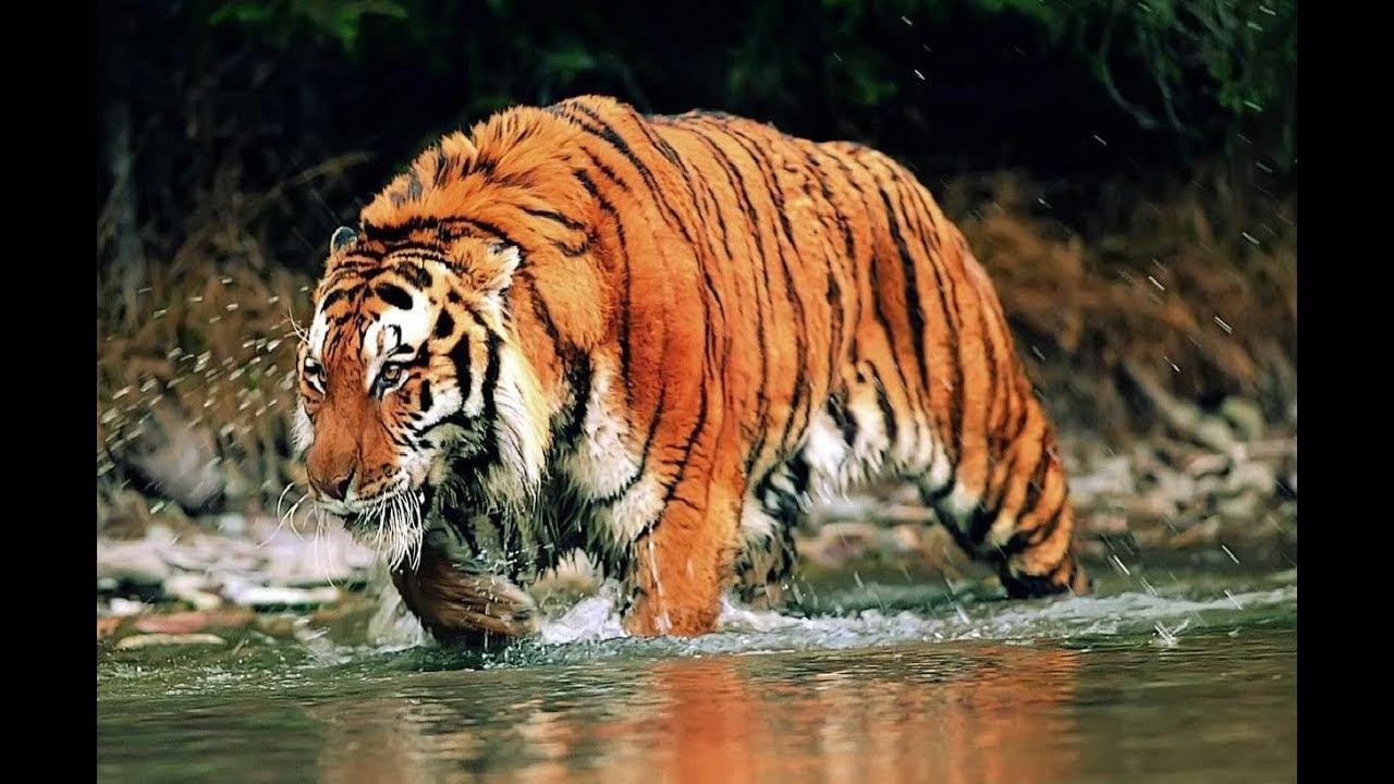 Ogromni Sibirski Tigar (GRDOSIJA) - ViDoe