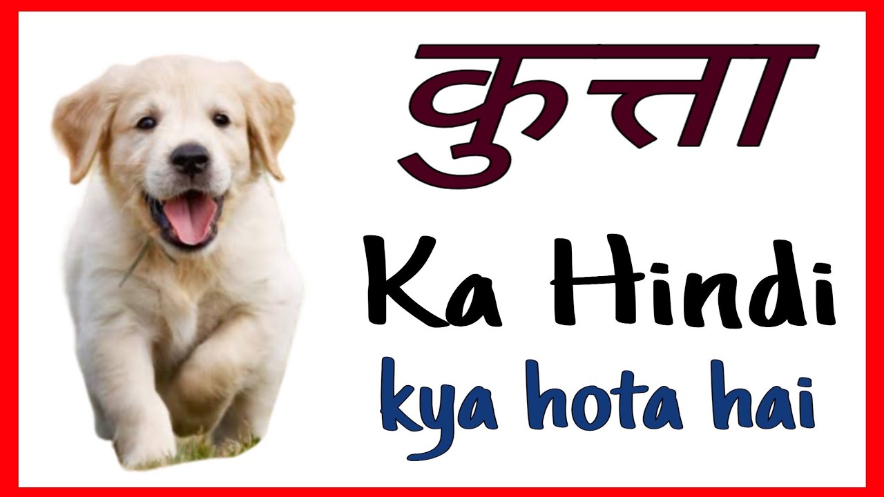 kutta ka english | kutta ko english mein kya kahate hein | kutta - YouTube