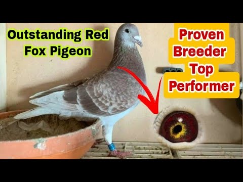 Outstanding Proven Breeder Red Fox Racing Pigeon | Very very Strong ...