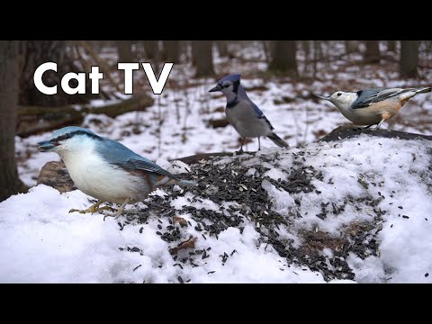 Forest Birds and Squirrels Feeding in the Snow - 10 Hours - Dec 09, 2022