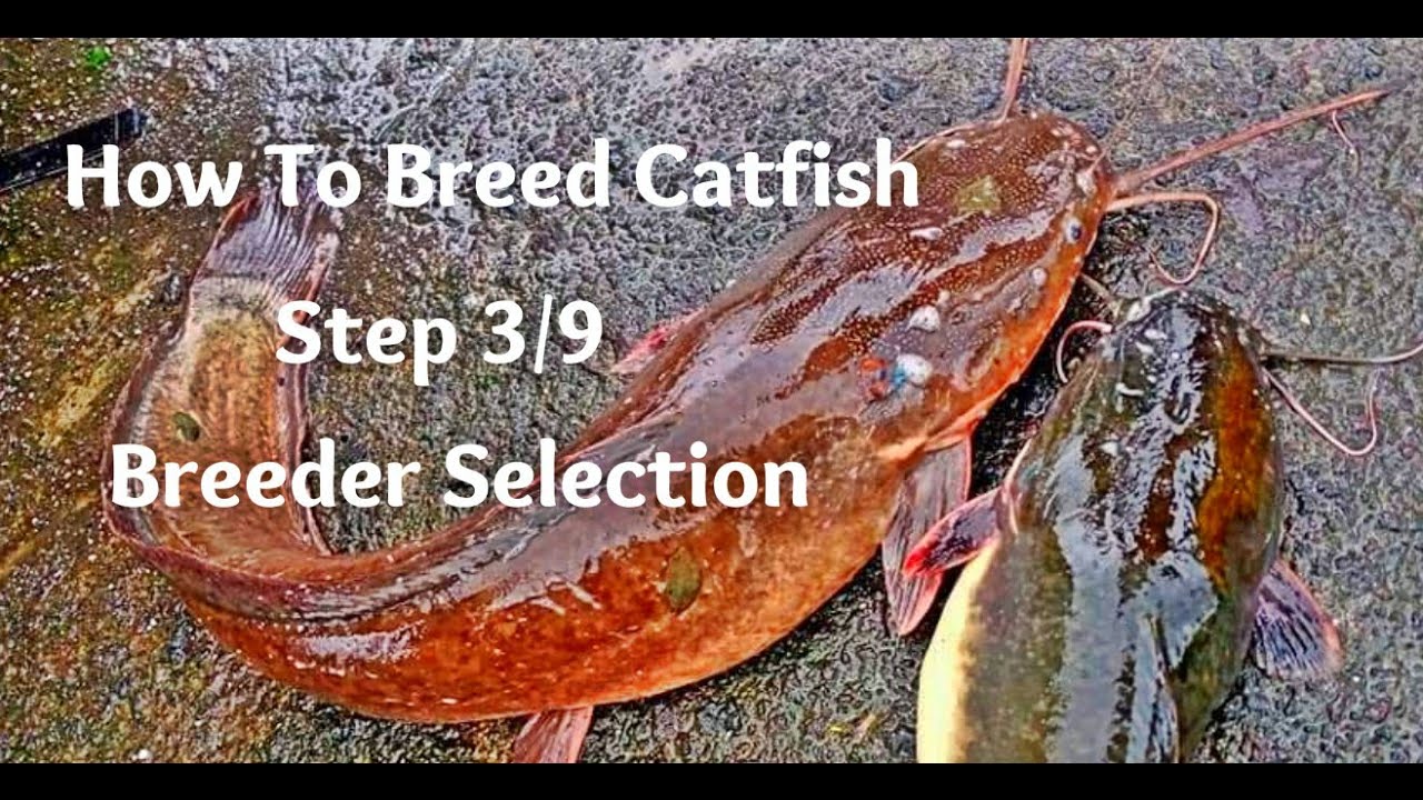 How to Breed Catfish Step 3/9 || Breeder Selection - YouTube
