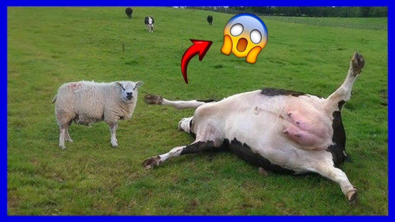 Ram Kills Cow With Headbutt! - YouTube