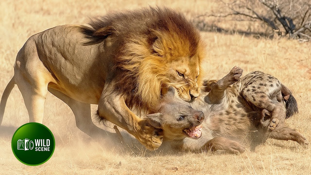 15 Unbelievable Moments When Hyenas Messed With Wrong Lion | Animal ...