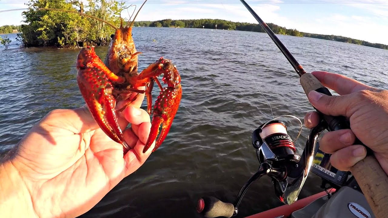 Fishing with Live Crawfish on Lake Martin (Spotted Bass) - YouTube