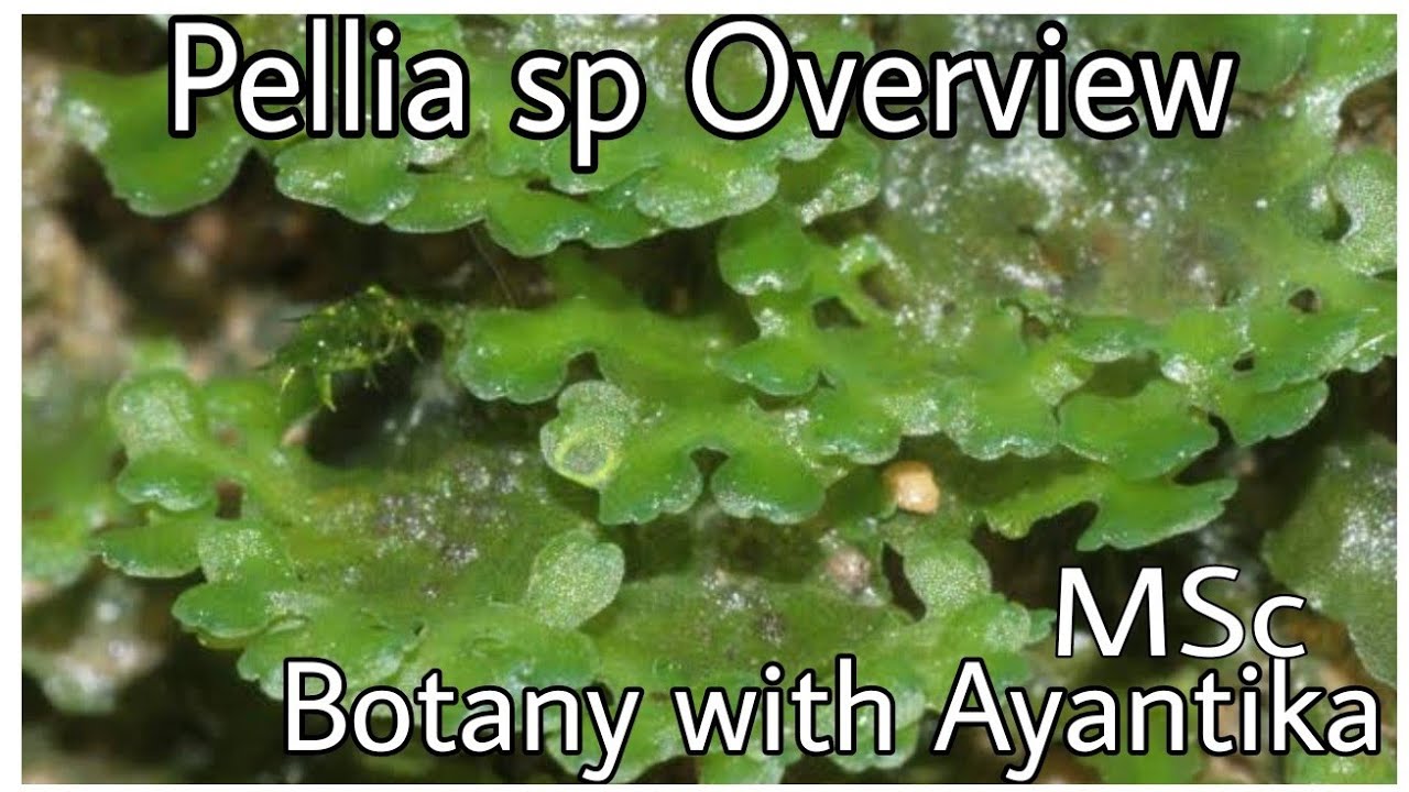 Pellia sp - YouTube