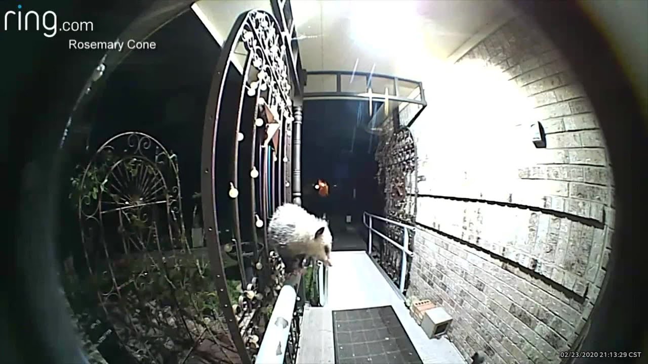 Opossum caught on Ring camera - YouTube