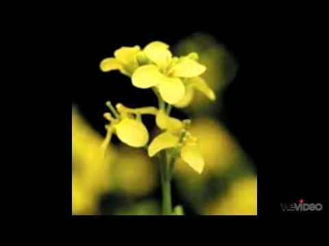 Wisconsin Fast Plant Life Cycle - YouTube