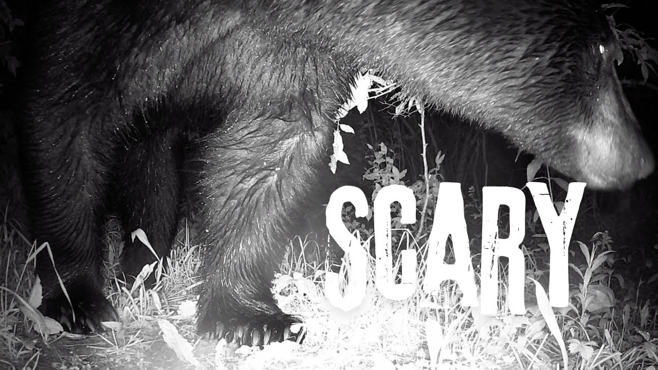 Surprise Visitor Caught on Trail Cam! - YouTube