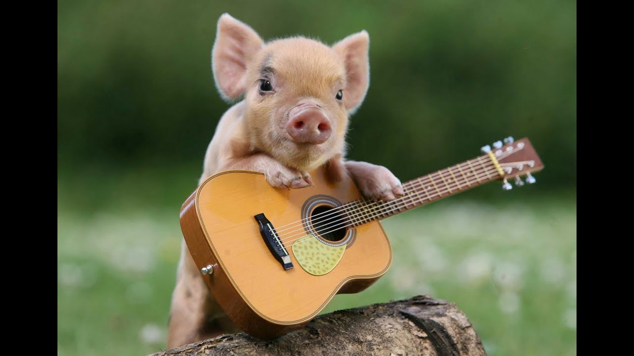 The she-pig... ea porsea! Funny and soft music for babies, guitar by ...