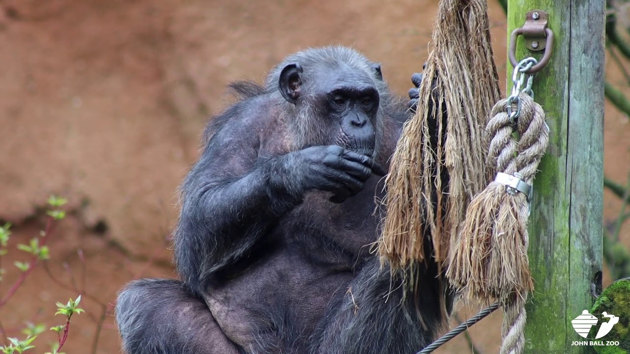 Zoo Insider - Chimp Visit - YouTube