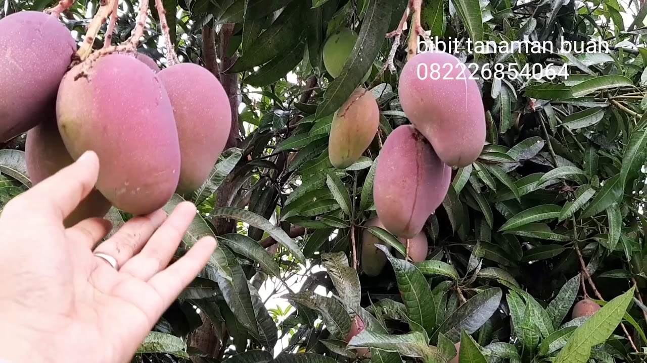 Panen mangga merah - YouTube