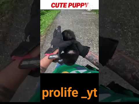 Careful Righd  Cute Puppy #theuk07rider #shortsvideo #viral #puppy  #prorider1000