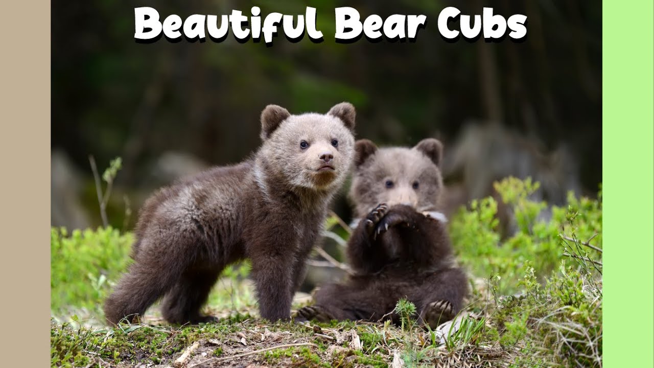 Family of Bears Having Fun #4k - YouTube