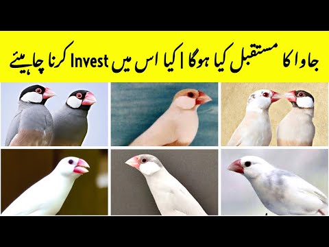 What is Java Future | Java Business Scope | Java Farming Business idea ...