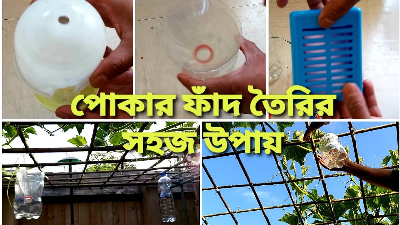 How to make a Natural Fruit Fly Trap Using Vinegar | Insect pest ...