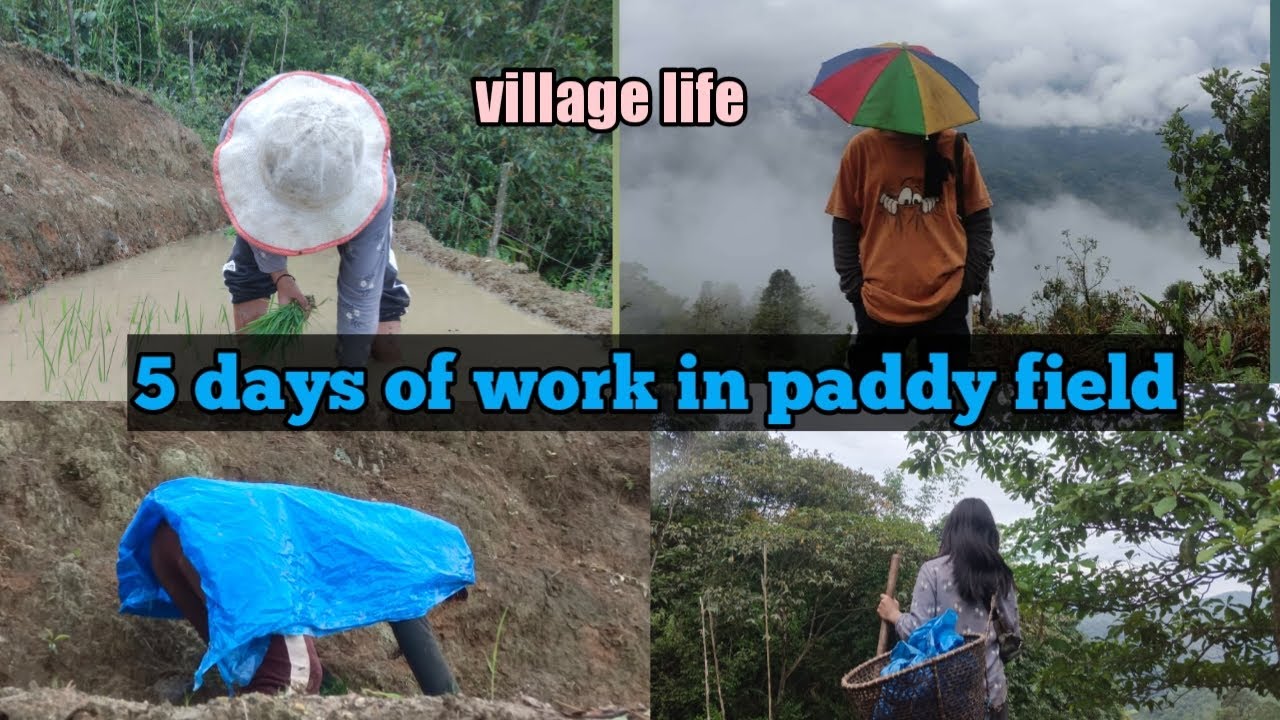 Working in heavy Rainfall for seven days in paddy field😮‍💨 - YouTube