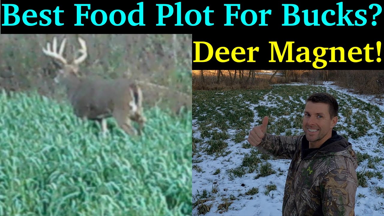 Oats Food Plot Winter Update | Still Attracting Deer Every Day! - YouTube