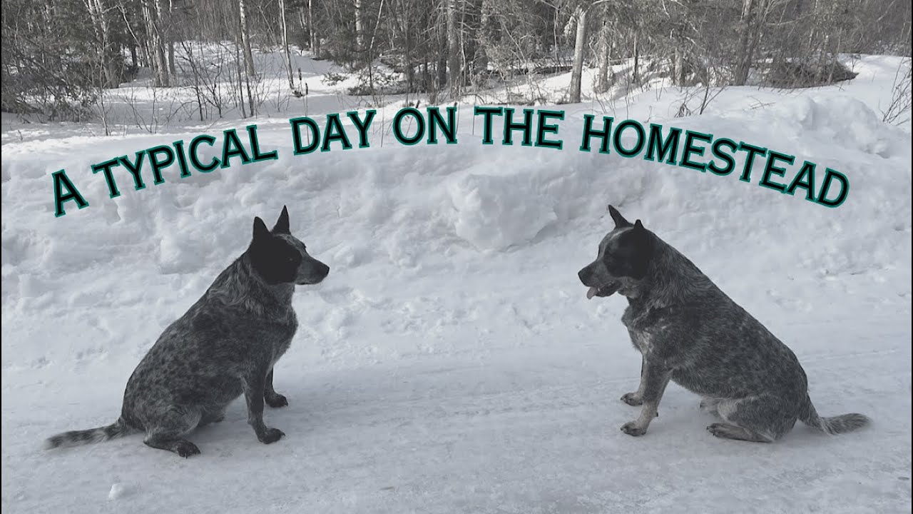 A Typical Day on the Homestead - YouTube