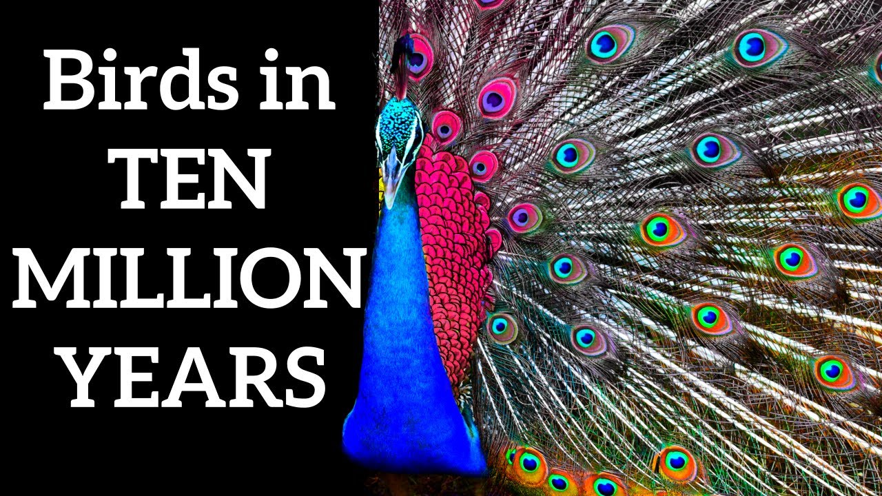 Birds in 10 Million Years - Speculative Evolution - YouTube