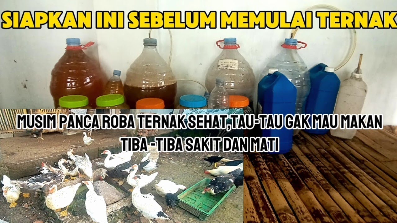 cara ternak entok untuk pemula || ide usaha modal kecil beternak entok ...