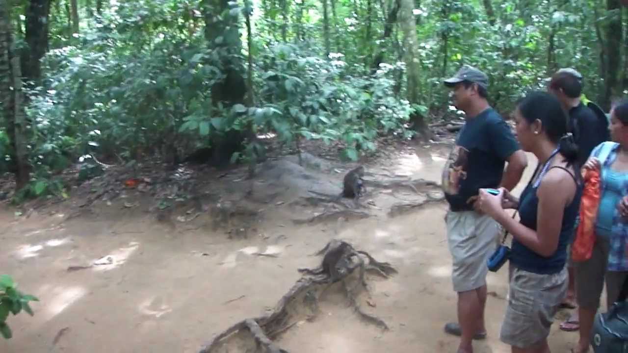 palawan monkey trail - YouTube