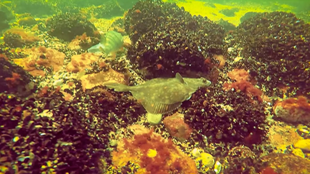 Nature Conservation Area Pomeranian Bay – Roenne Bank Complex - YouTube
