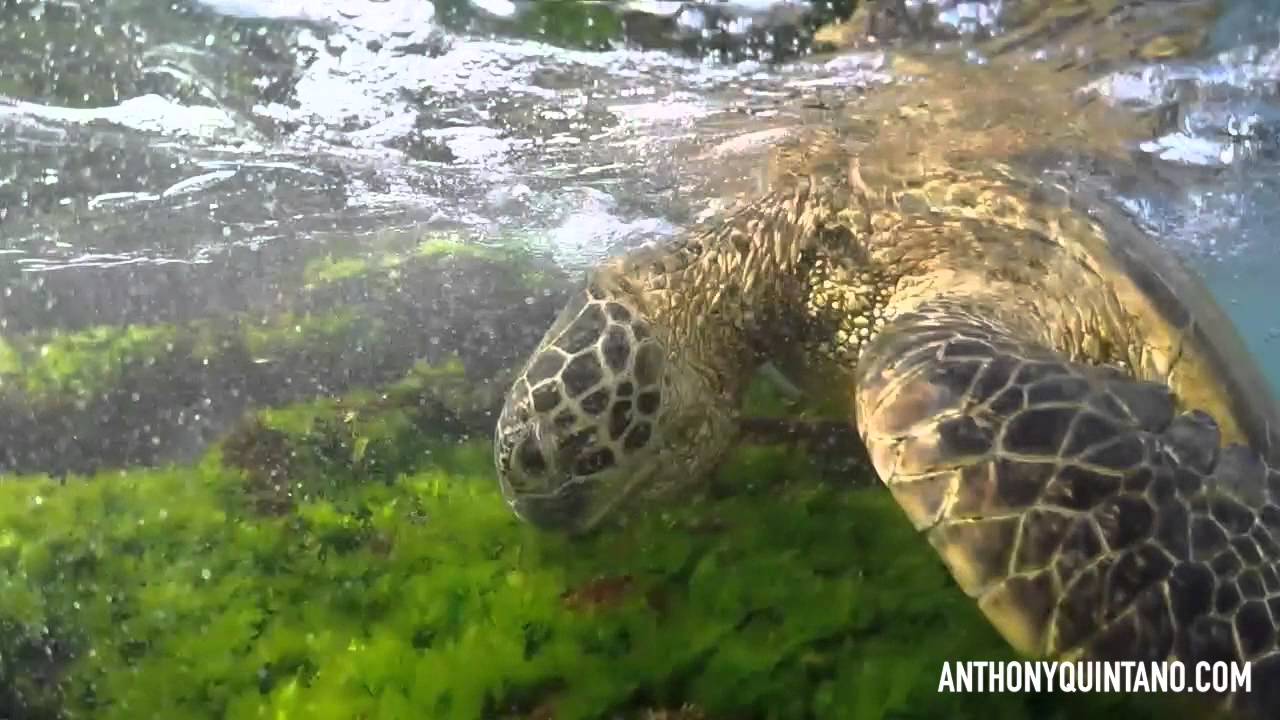 North Shore Sea Turtle Oahu Hawaii GoPro - YouTube