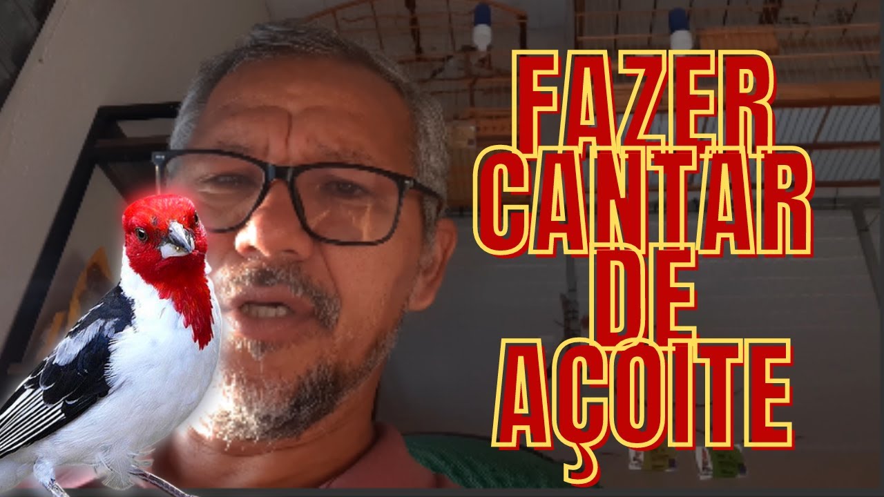 como fazer galo de campina cantar de açoite - canto do galo de campina