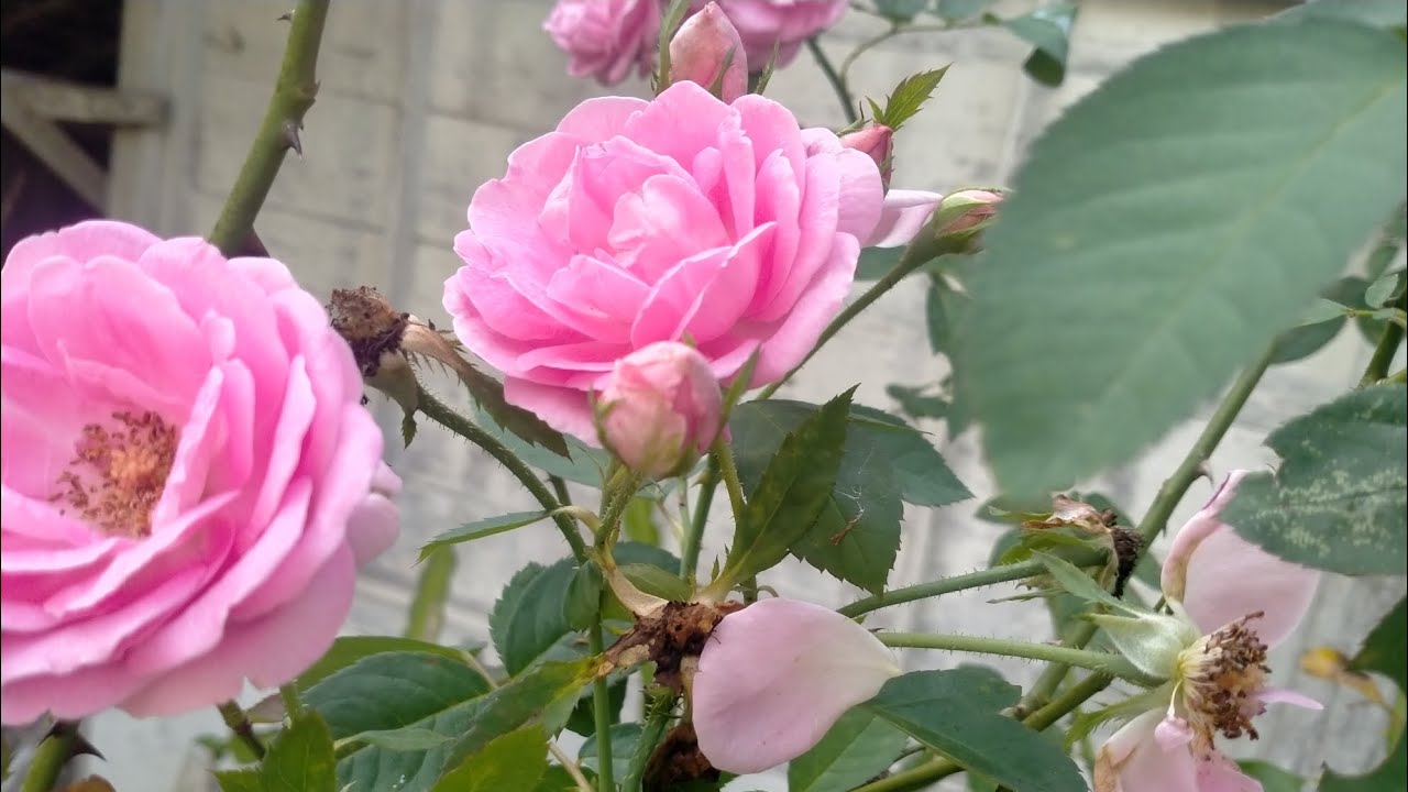 Tips Dan Trik Menanam Bunga Mawar Merah Muda🌹🌹🌹 ||Berkebun Mawar 🌹🌹# ...