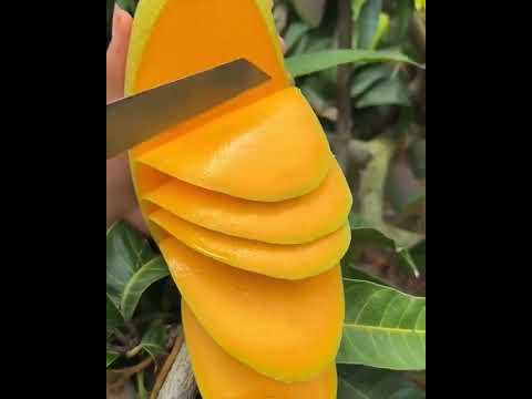Mango Hub - YouTube