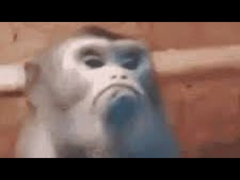 Monkey Mad - YouTube