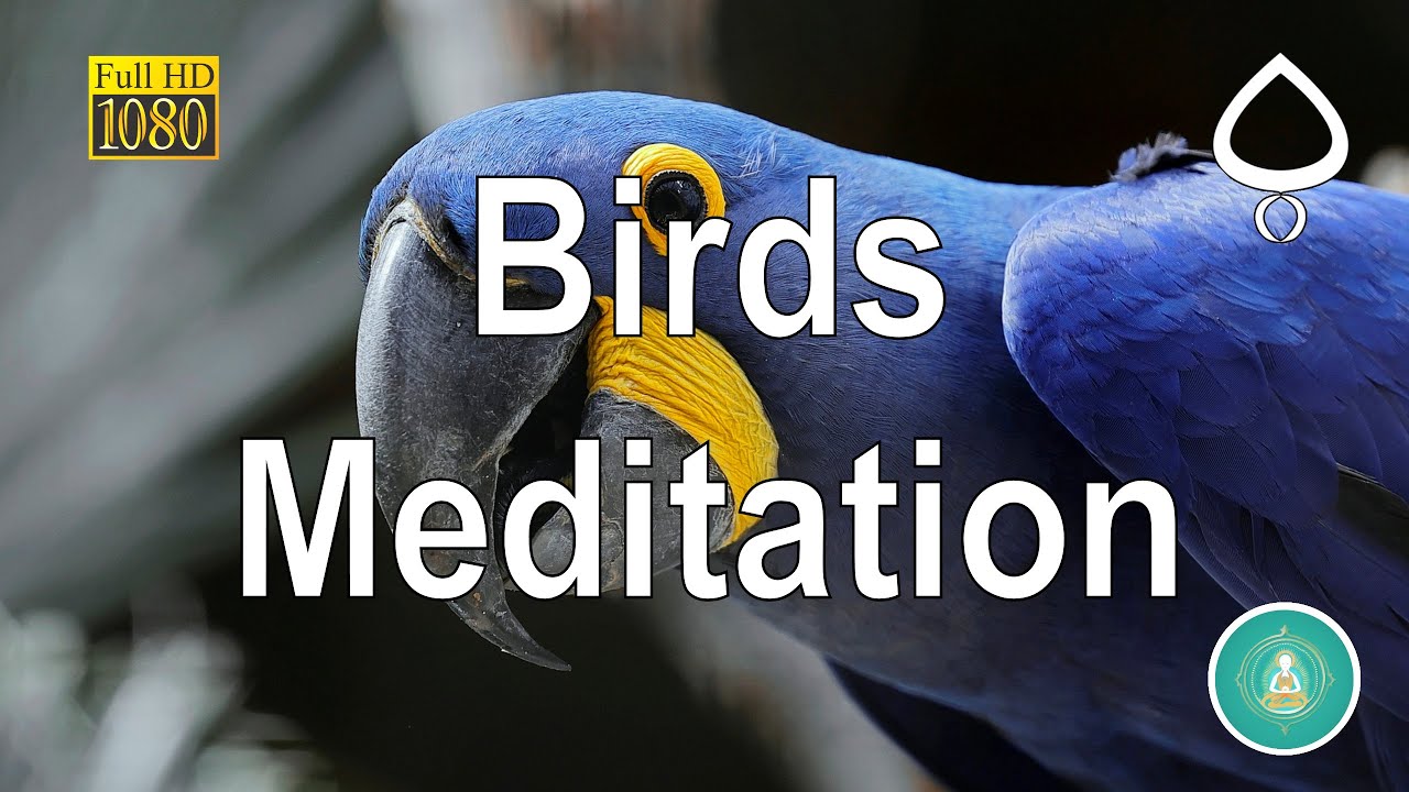 𝑩𝒊𝒓𝒅𝒔 𝑴𝒆𝒅𝒊𝒕𝒂𝒕𝒊𝒐𝒏 - YouTube