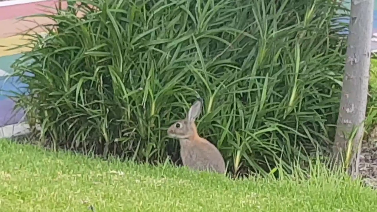 Rabbit Living in Central Adelaide Has Stand-Off With Magpies - YouTube