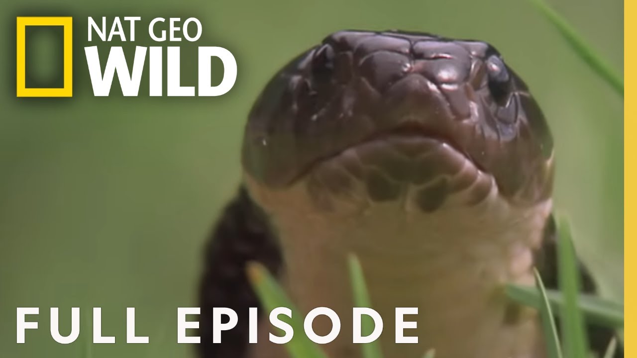 Fangs (Full Episode) | World's Deadliest - YouTube