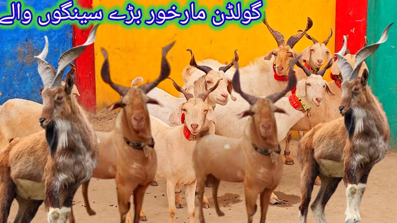 Date:17:2:2025 ) Top Class Markhor Crass bakria pregnant Goat Markho ...