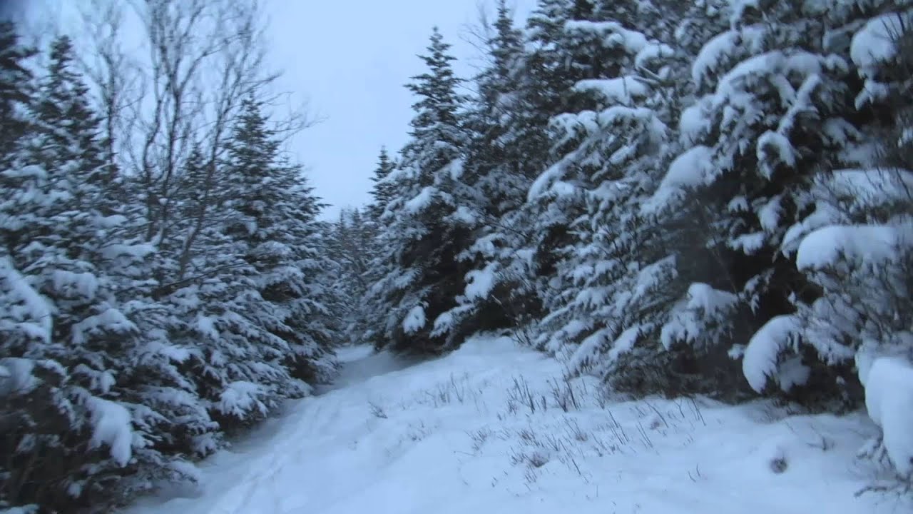 ruffed grouse flush - YouTube