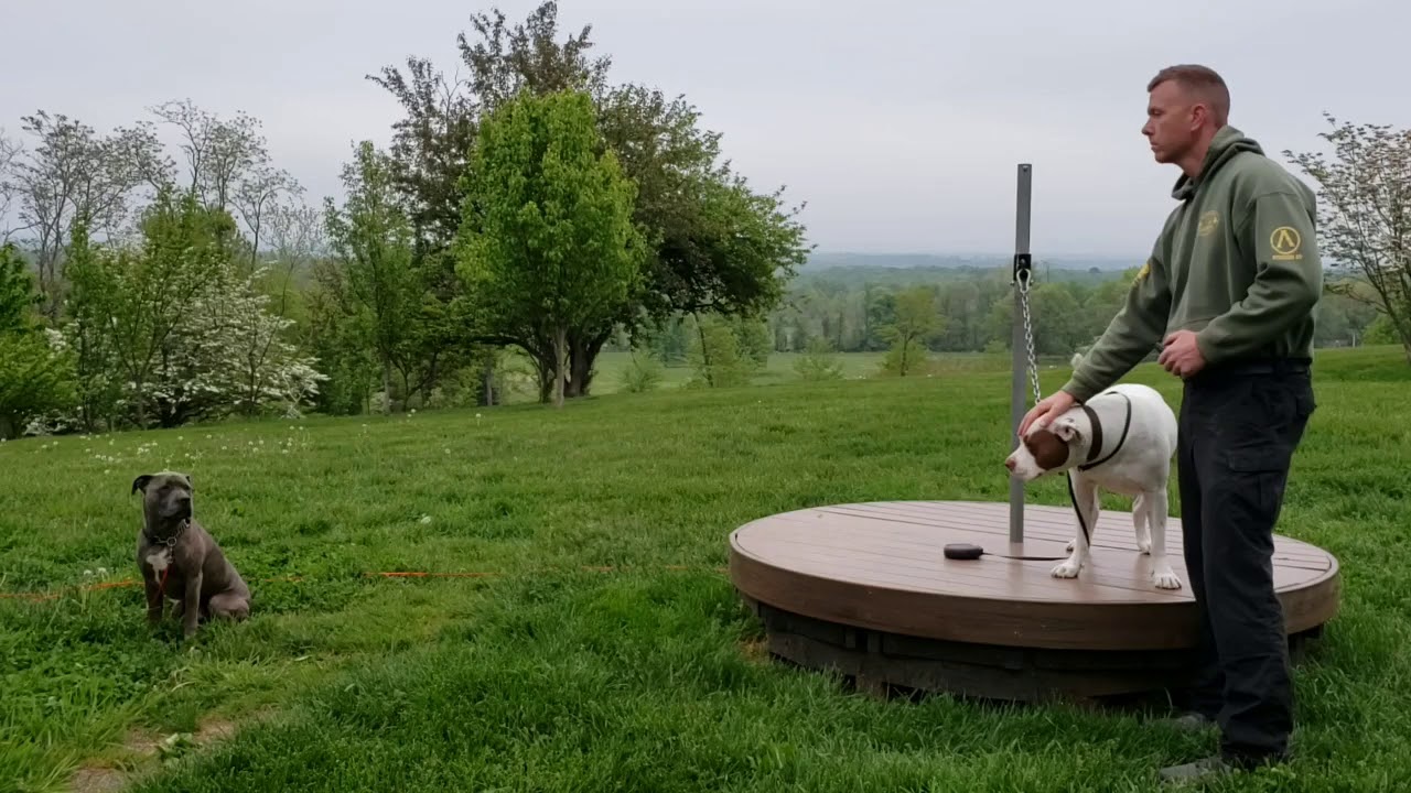 Aggressive Bandog - Aggression Control w/ Dangerous Dog - YouTube