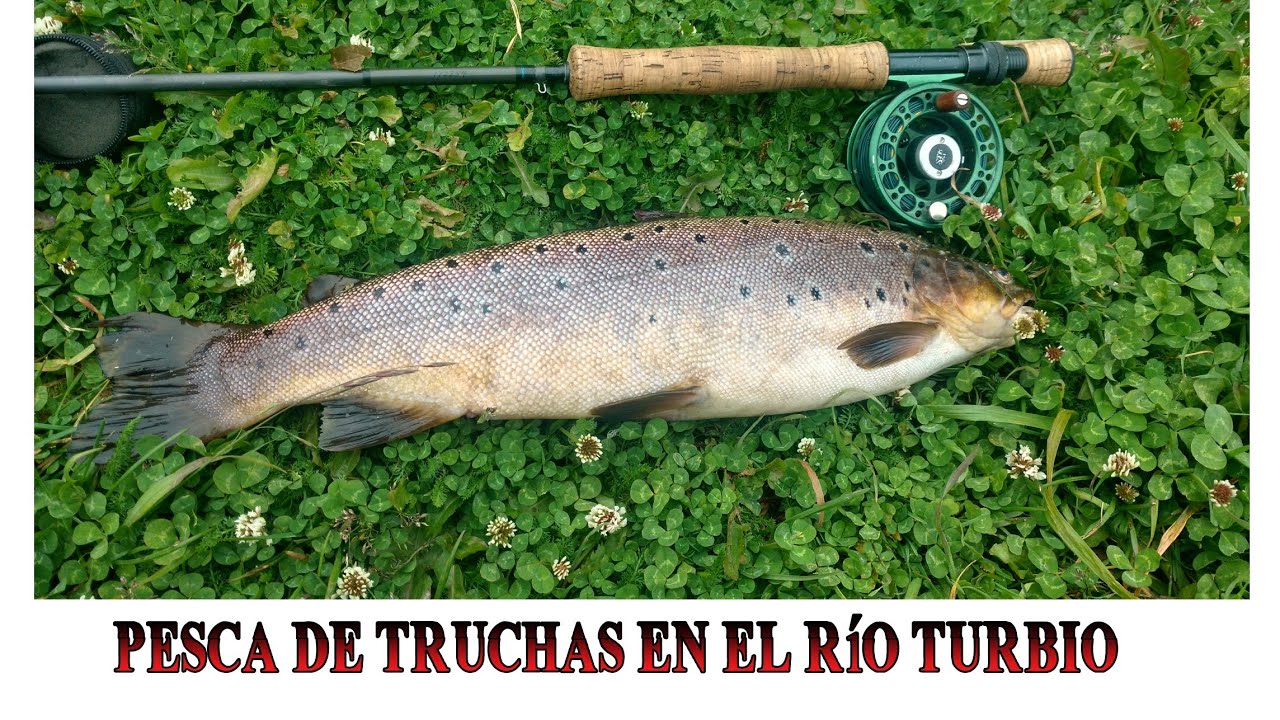 trucha en rio turbio - YouTube