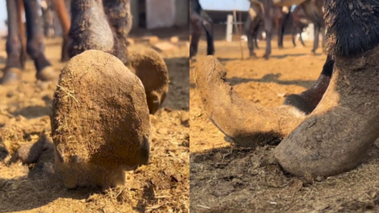 Wow, that's a huge donkey hoof with blood inside!【DONKEY HOOF SAVIOR ...