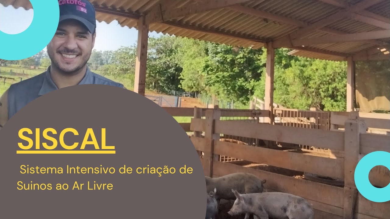 [SISCAL] Sistema Intensivo de Criação de Suínos ao Ar Livre - YouTube