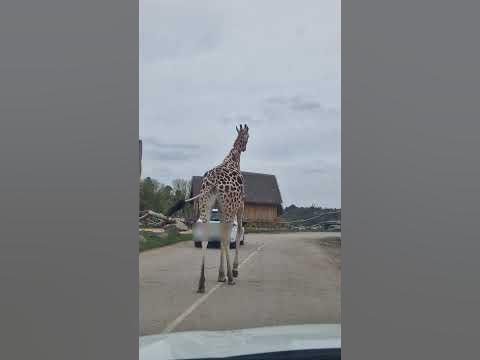 Giraffe Following Cars - YouTube