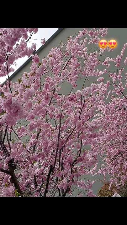 Every spring, the cherry blossoms remind us of the beauty of life😍🌸# ...